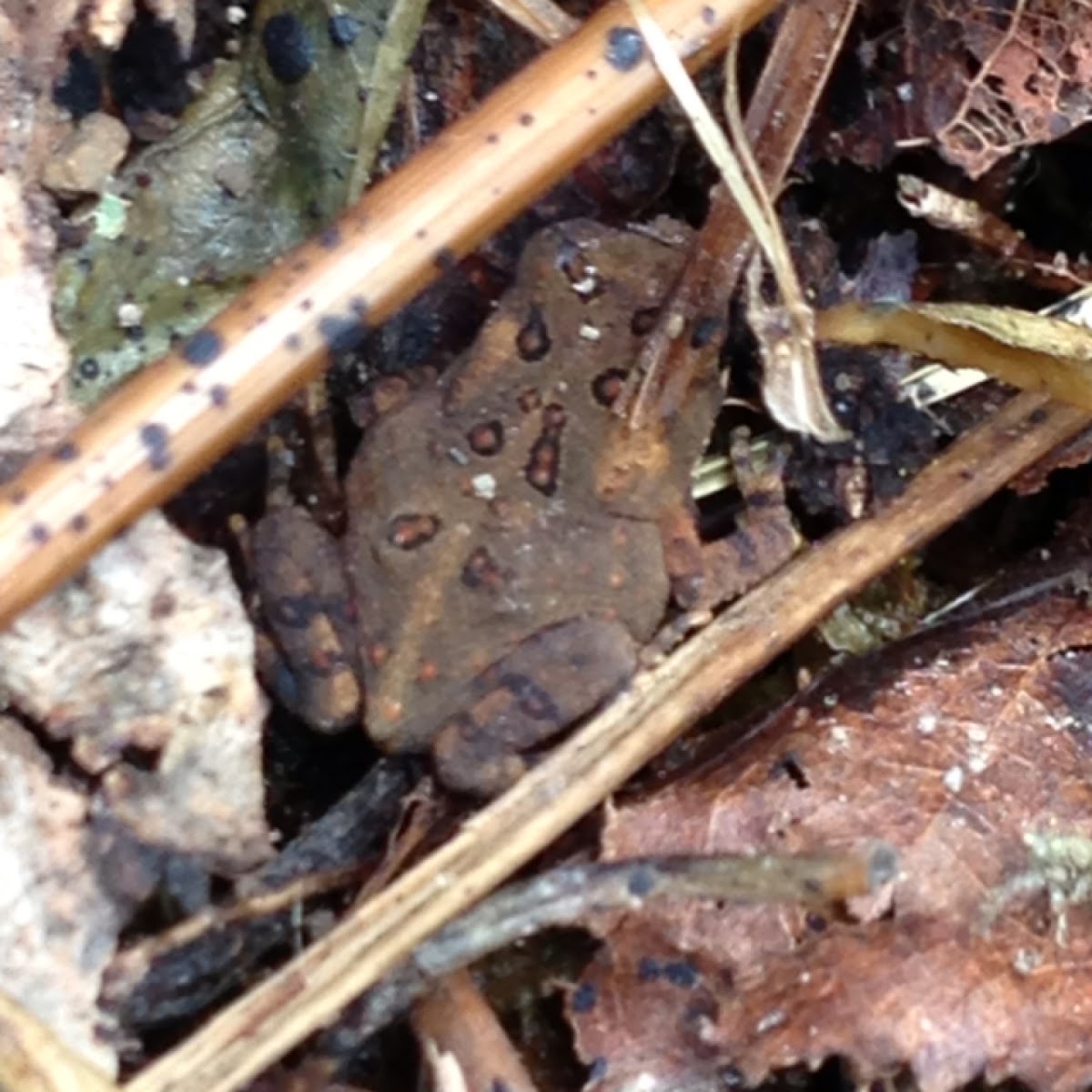 American Toad | Project Noah
