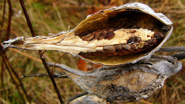 Common Milkweed Seed Pods | Project Noah