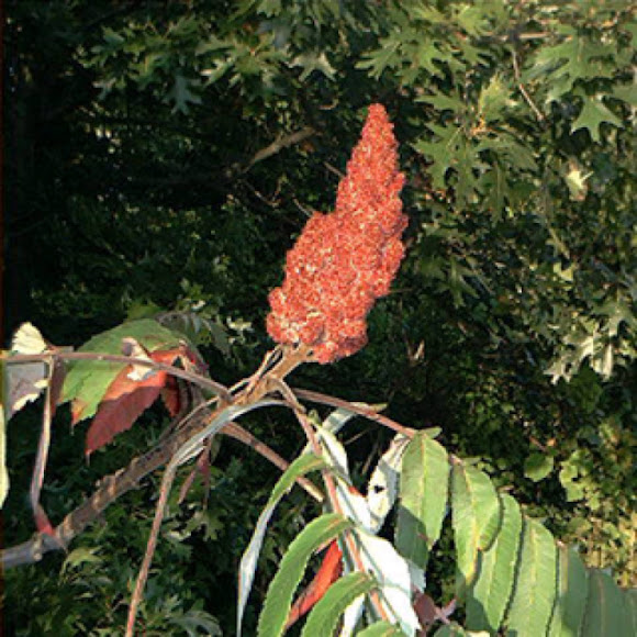 Staghorn Sumac | Project Noah