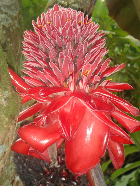 Torch Ginger | Project Noah
