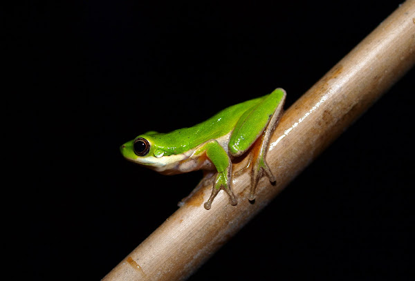 Eastern Dwarf Tree Frog | Project Noah