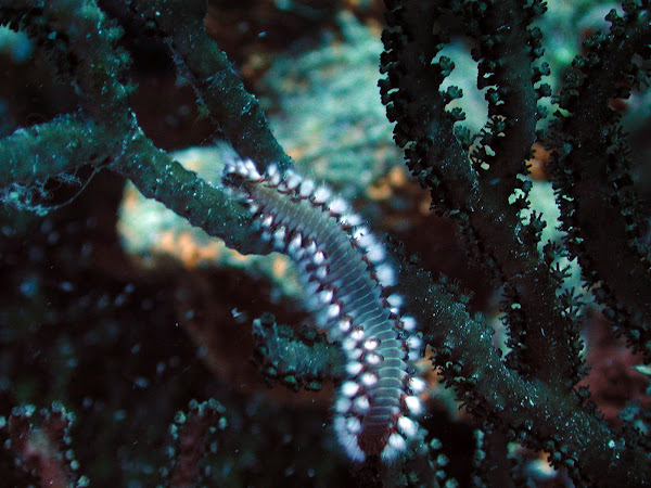 Bearded fireworm | Project Noah