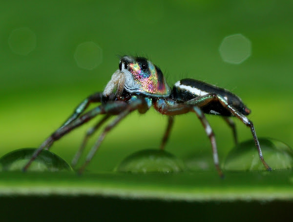Banded Metalic-Green Jumping Spider | Project Noah