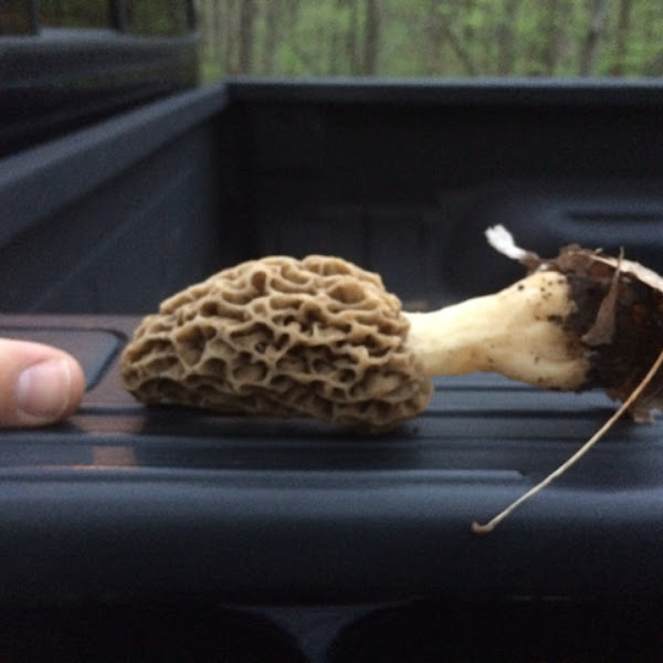 Morel | Project Noah