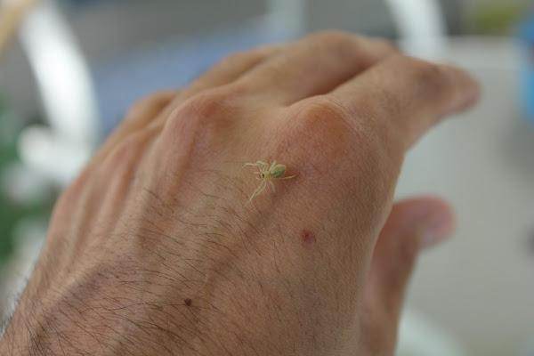 Long-legged Sac Spider | Project Noah