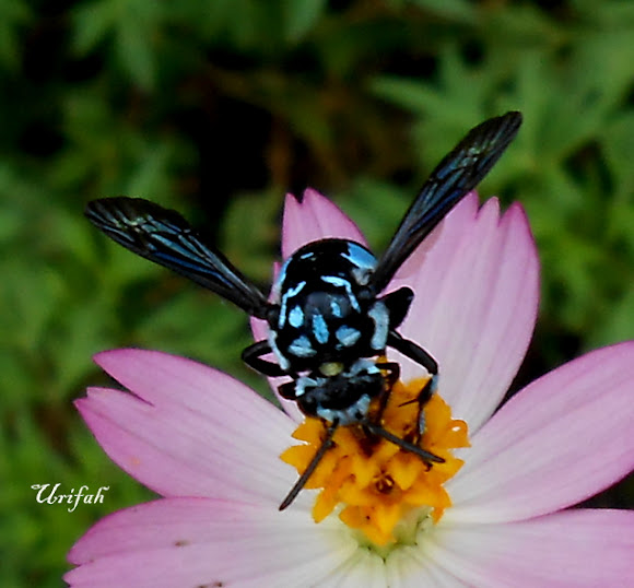 Neon cuckoo bee | Project Noah