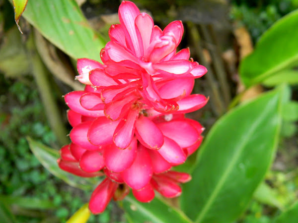 red ginger, pink cone ginger | Project Noah