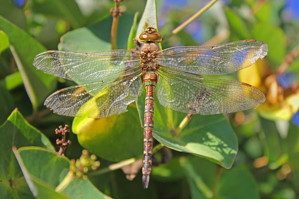 Blue-Eyed Darner (Female) | Project Noah