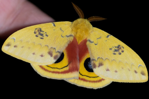 Io Moth | Project Noah