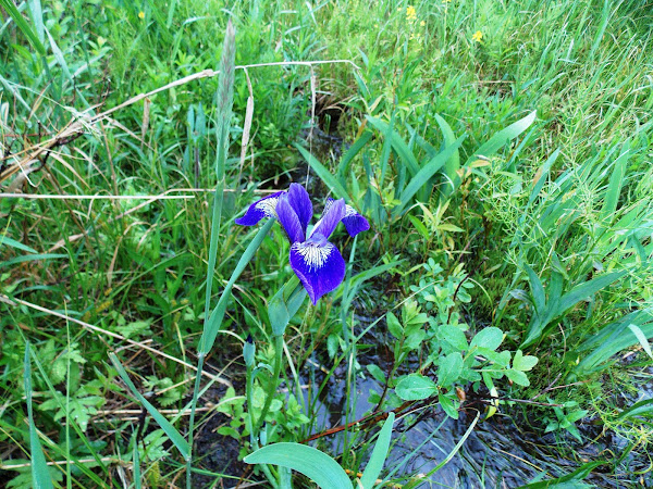 Wild Blue Flag Iris | Project Noah