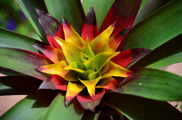 Bromeliad | Project Noah