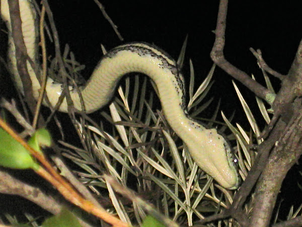 Coastal Carpet Python | Project Noah