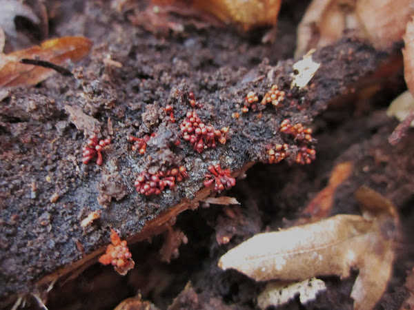 red wasp nest slime mold | Project Noah
