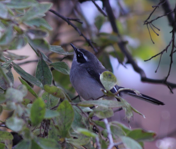 Fairy Flycatcher | Project Noah