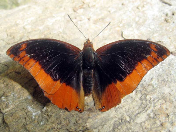 Flame-bordered Charaxes | Project Noah