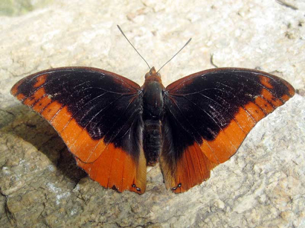 Flame-bordered Charaxes | Project Noah