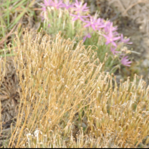 Mountain Pink Seed Pods | Project Noah
