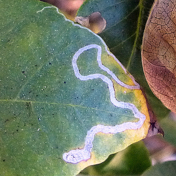 Leaf Miner | Project Noah