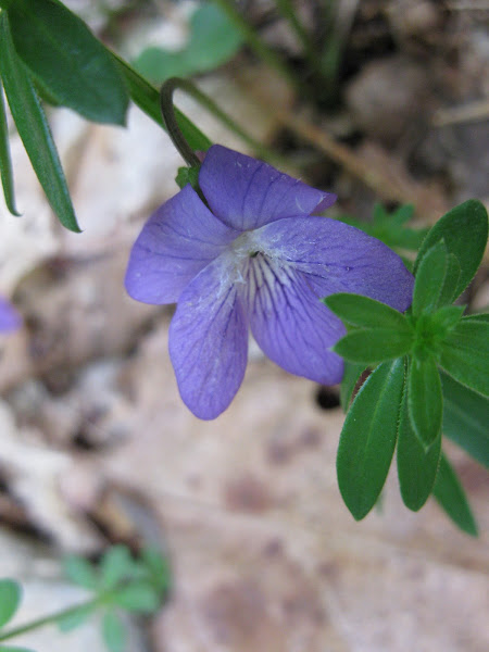 Violet | Project Noah