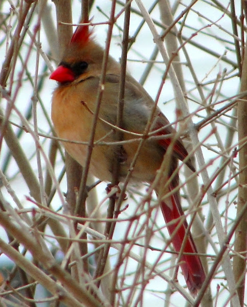 Northern Cardinal | Project Noah