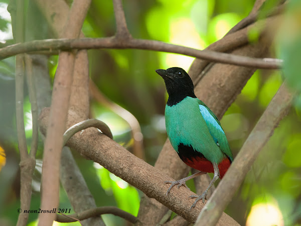 Hooded Pitta | Project Noah