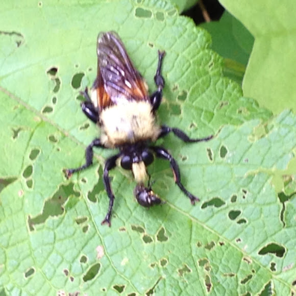 Bee-like Robber Fly | Project Noah