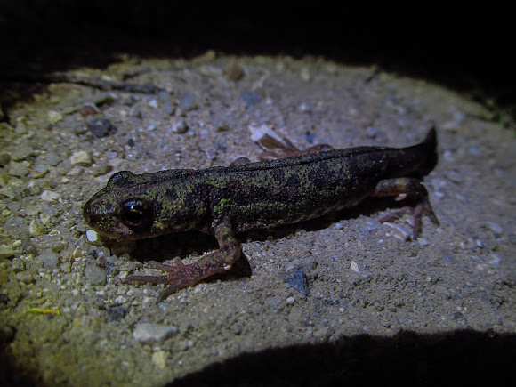 Pygmy marbled newt | Project Noah