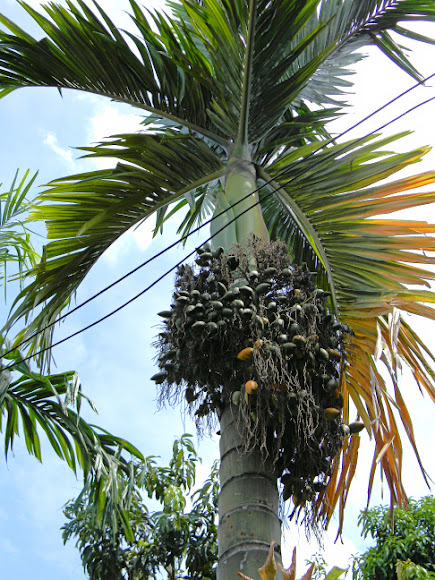 palm tree | Project Noah