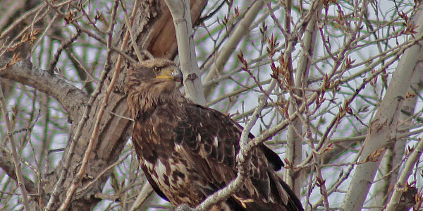 Bald Eagle | Project Noah
