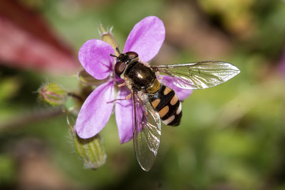 Hoverfly | Project Noah