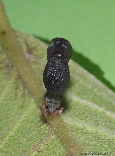 Treehopper | Project Noah
