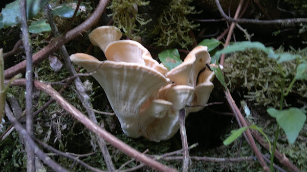 Spotting | Project Noah