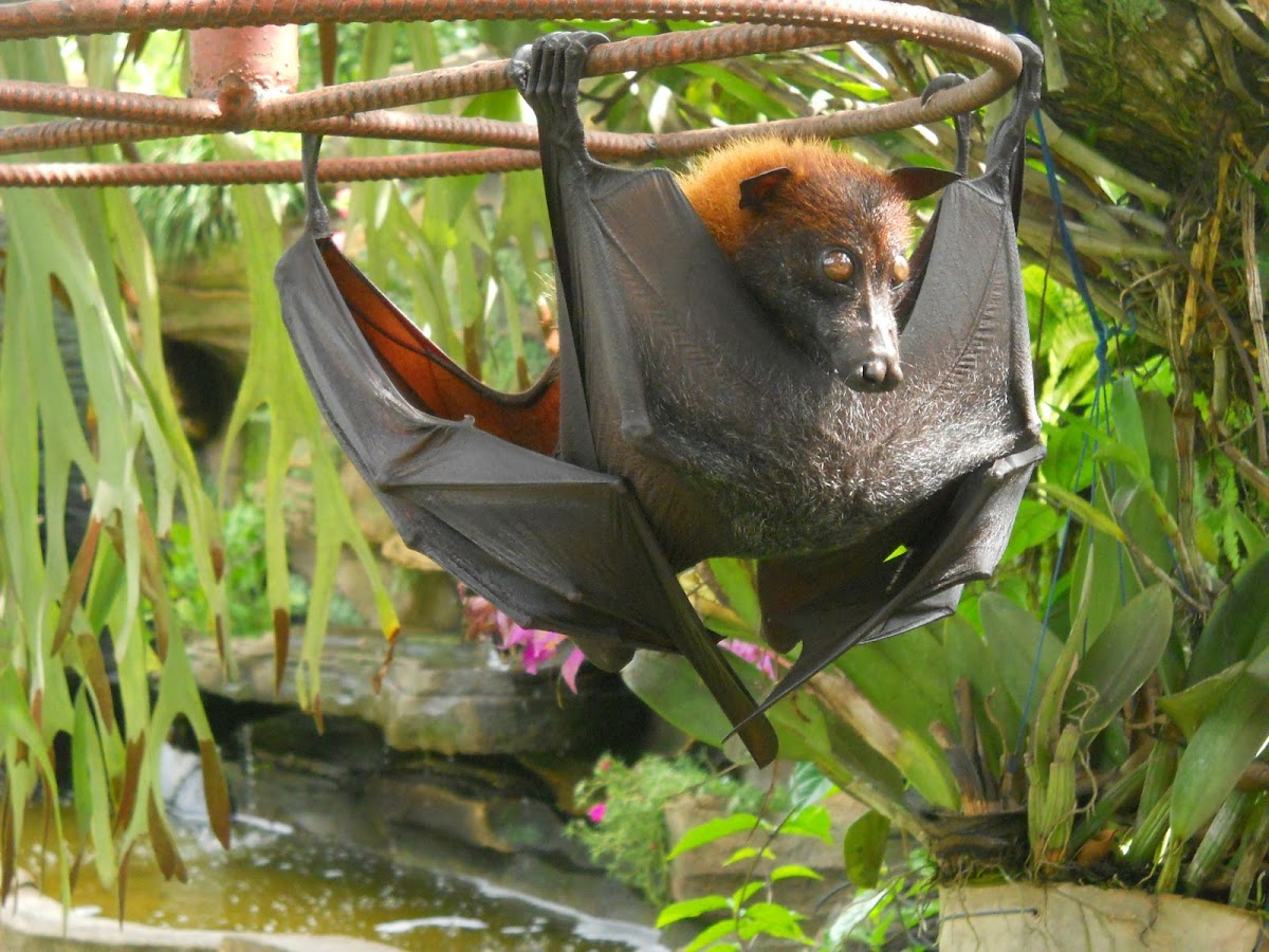 Large Flying Fox | Project Noah