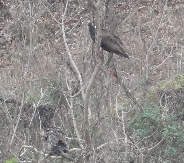 Eastern Turkey Vulture | Project Noah