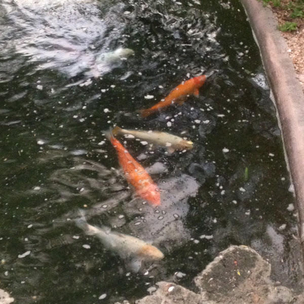 Koi fish/ common carp | Project Noah