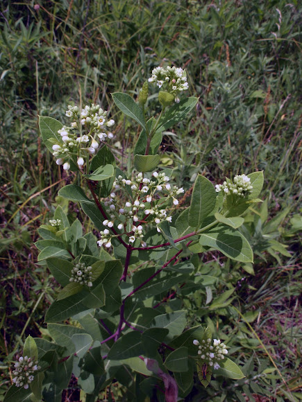 Indian Hemp, Dogbane | Project Noah