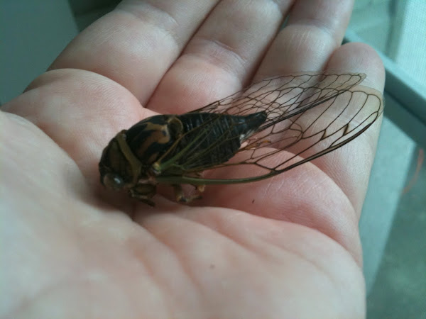 Cicada | Project Noah