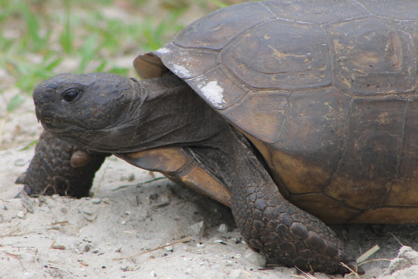 Gopher Tortoise | Project Noah