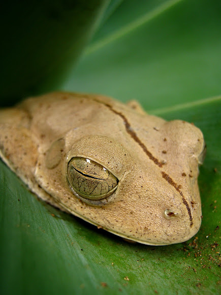 Hammer Frog | Project Noah