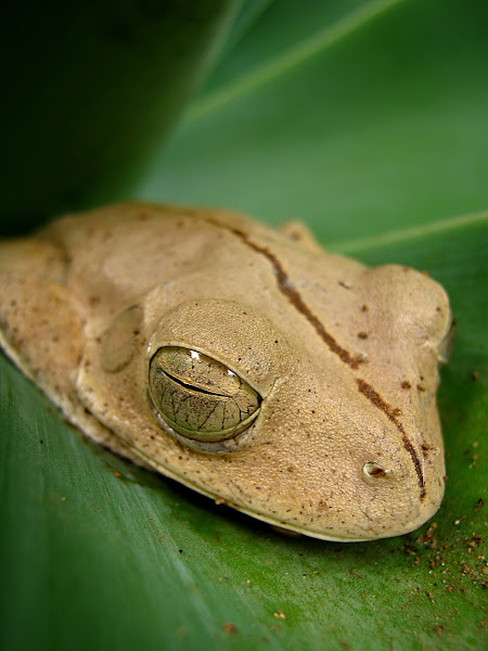 Hammer Frog | Project Noah