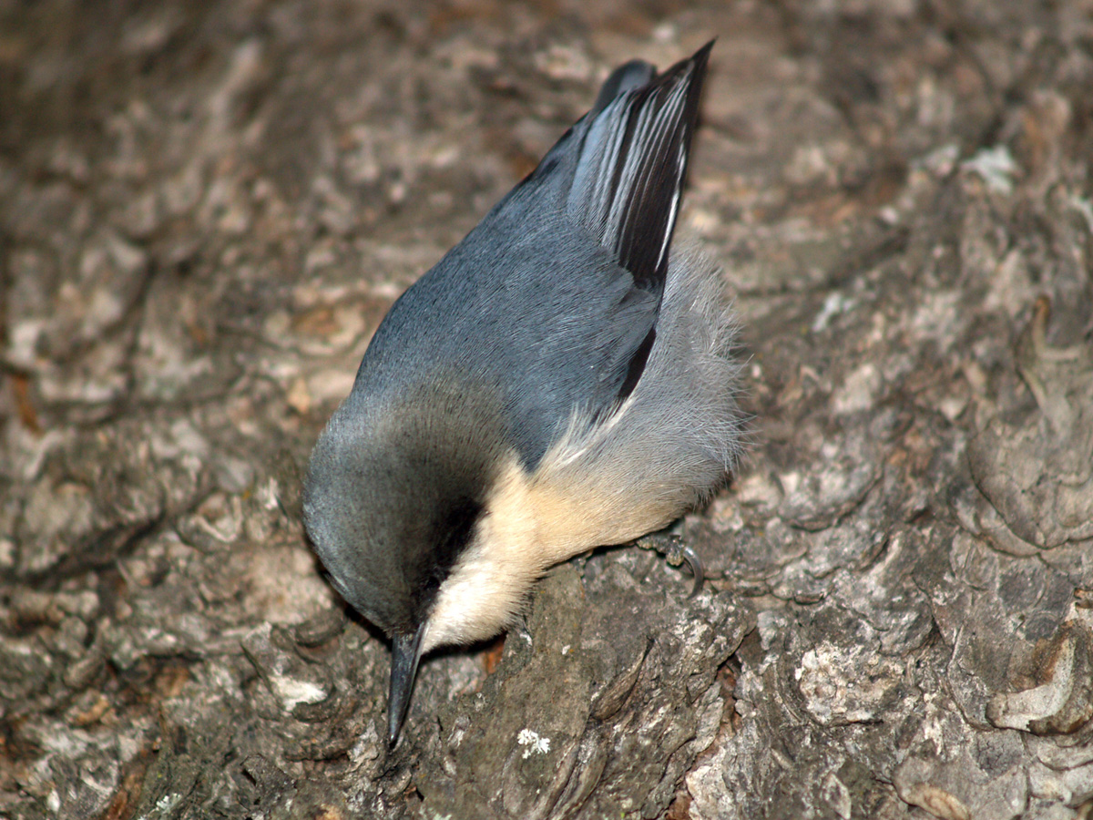 Pygmy Nuthatch | Project Noah