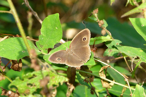 Common Bushbrown | Project Noah