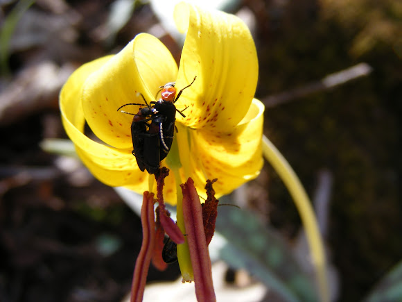 Yellow Trout Lily, Adder's Tongue | Project Noah