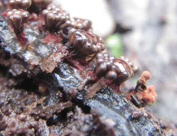 wasp nest slime mold (part1) | Project Noah