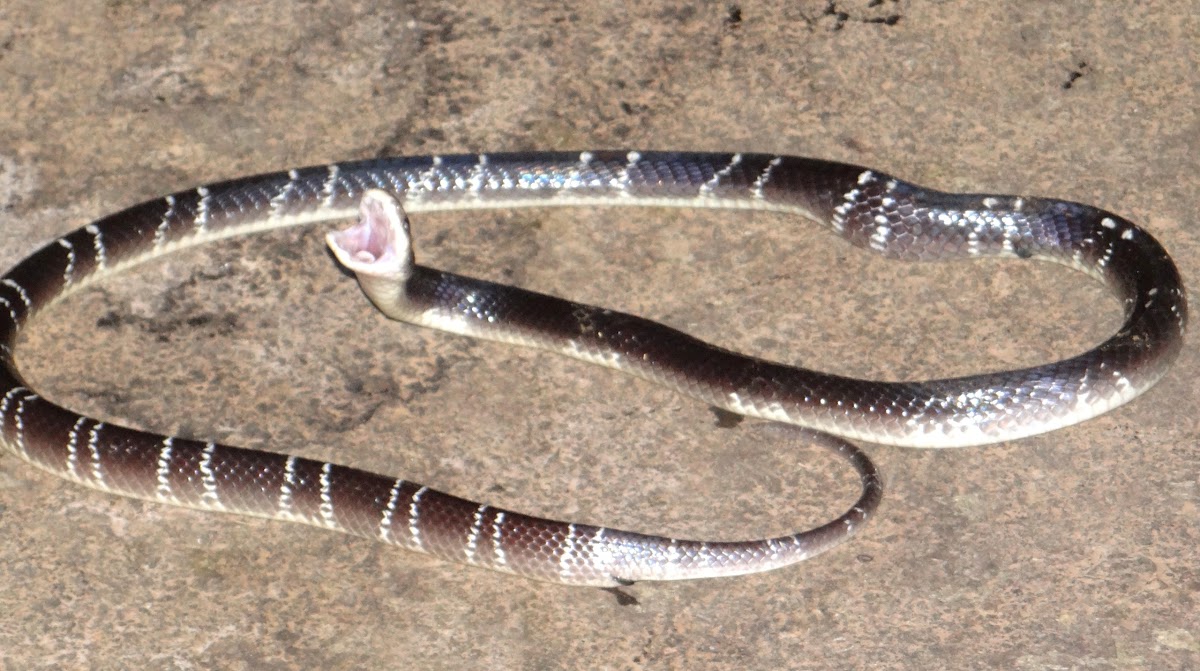 Common Krait | Project Noah