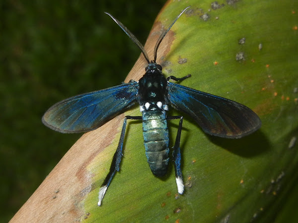 cyan tiger moth | Project Noah