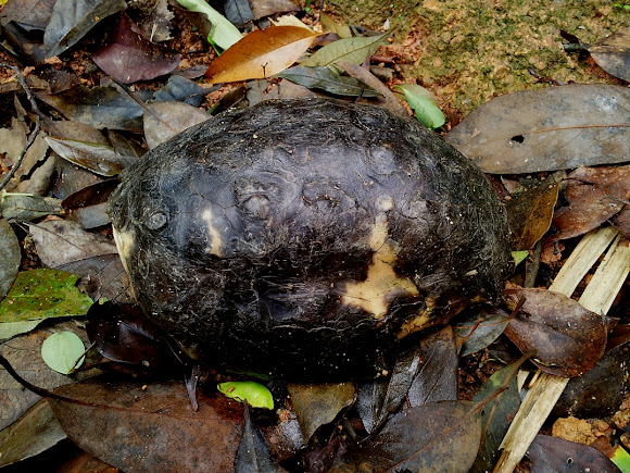 Malayan Box Turtle | Project Noah
