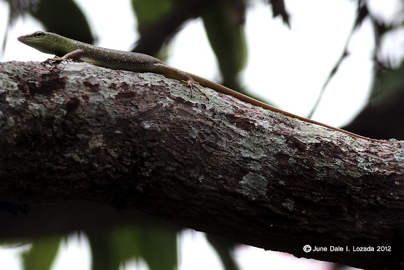 Spotting | Project Noah