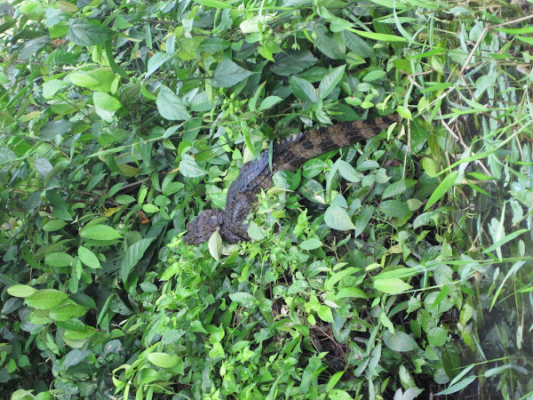 Guajipal o Caimán | Project Noah