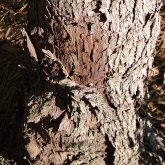 Eastern Redbud Tree Bark | Project Noah
